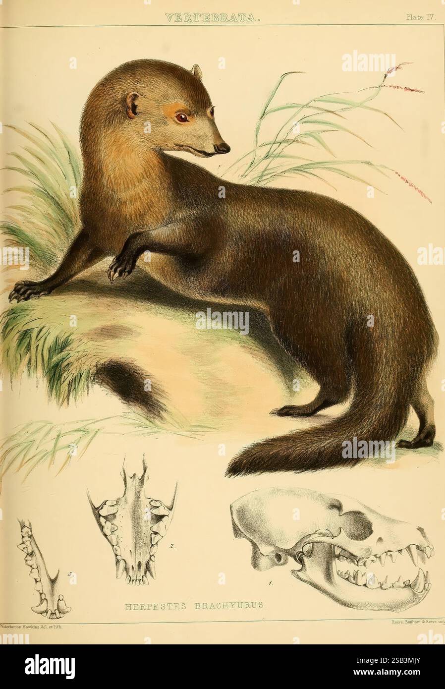 The, Zoology, of, the, voyage of H.M.S, Samarang, under, the, command ...