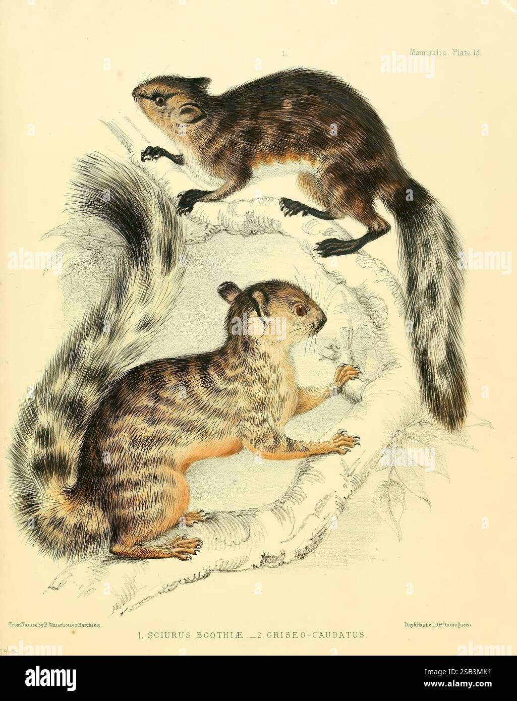 Sciurus boothiae hi-res stock photography and images - Alamy