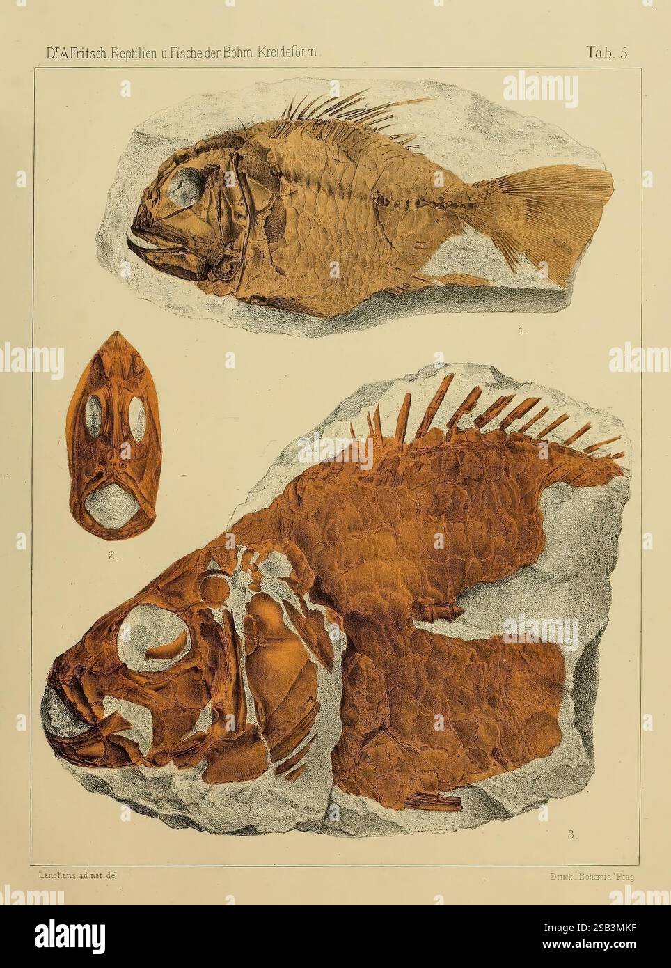 Fossilized fish head hi-res stock photography and images - Alamy