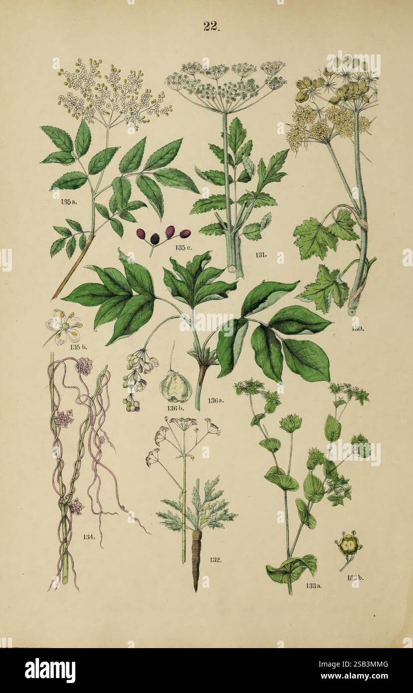 Top section showcases taller plants hi-res stock photography and images ...