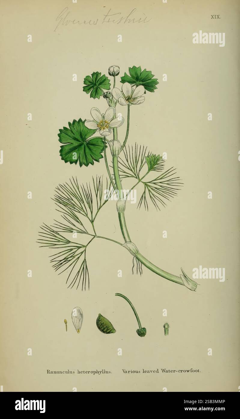 English botany, or Coloured figures of British plants, London, R ...