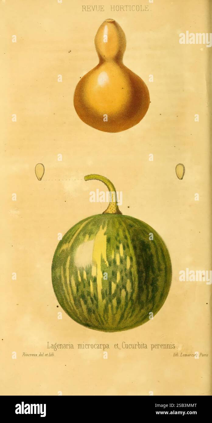 Rounded gourd exhibits hi-res stock photography and images - Alamy