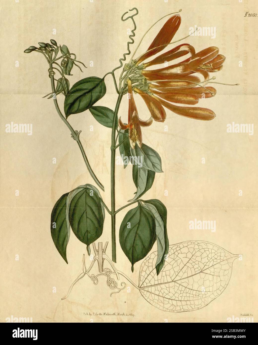 Curtis's Botanical Magazine London New York etc. botanical illustration ...