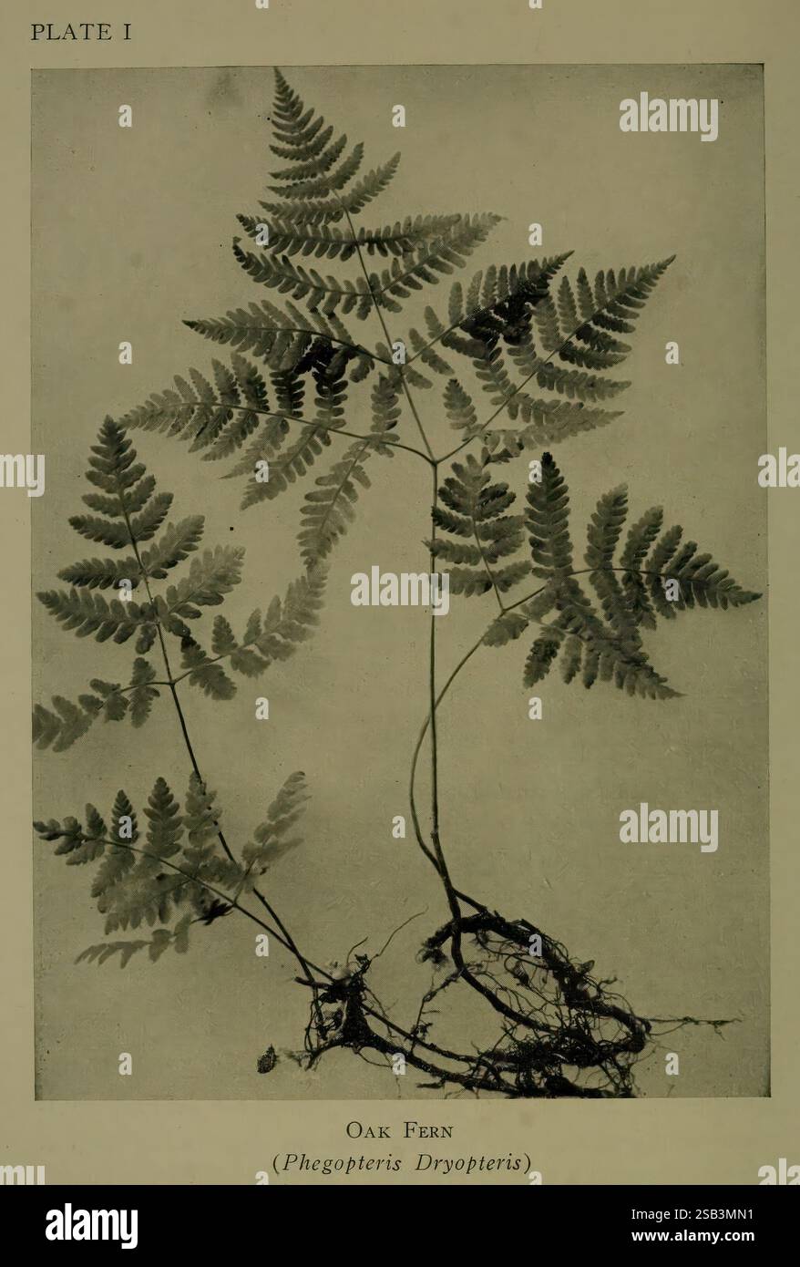 Unique lobed structure characteristic hi-res stock photography and ...