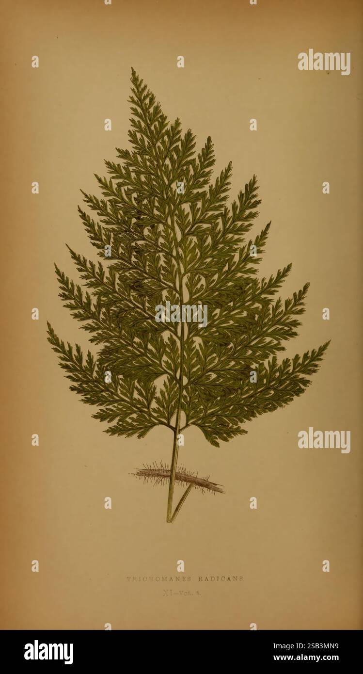 Distinctive fern hi-res stock photography and images - Alamy