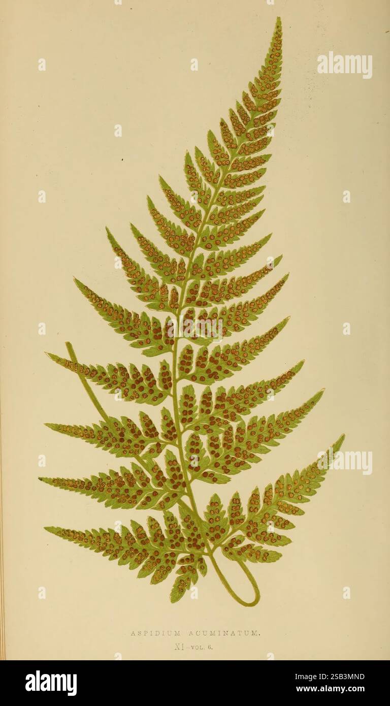 Aspidium aculeatum species hi-res stock photography and images - Alamy