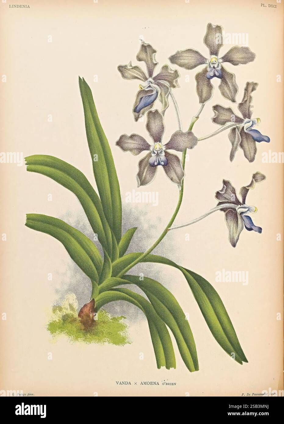 Lindenia, Gand [Belgium], Impr. F. Meyer-van Loo, 1885-1906 ...