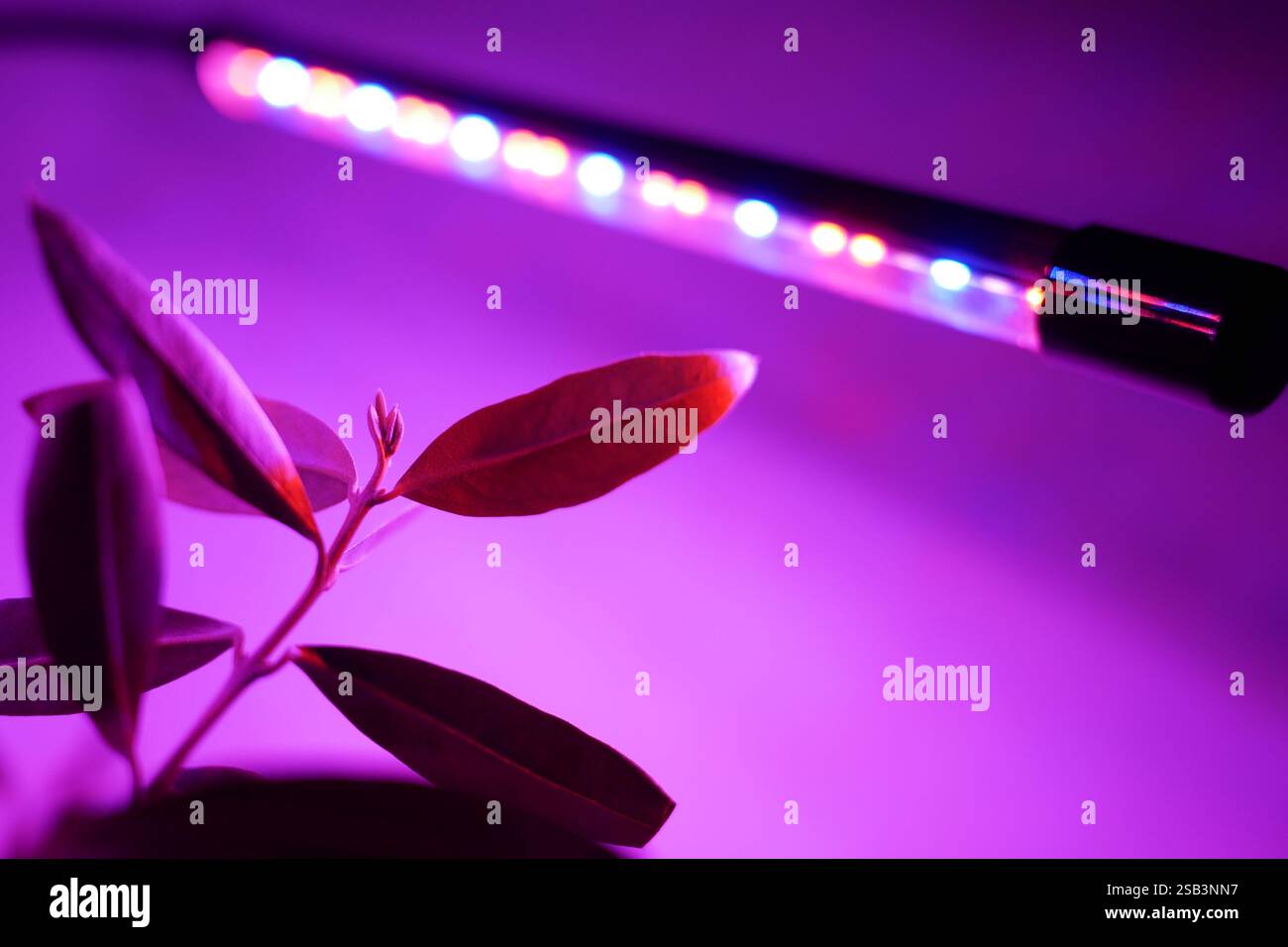 Growing potted olive tree under ultraviolet UV artificial lighting ...