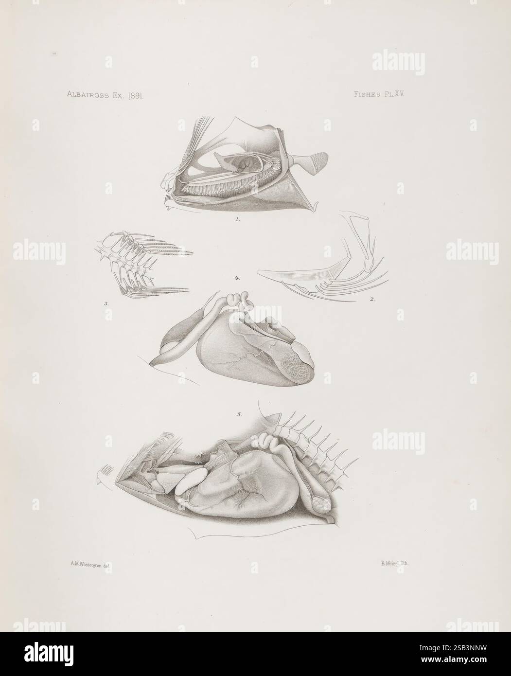Memoirs of the Museum of Comparative Zoology, at Harvard College ...