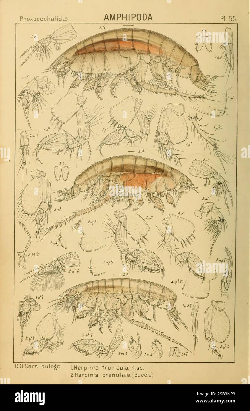 Labeled harpinia truncata hi-res stock photography and images - Alamy