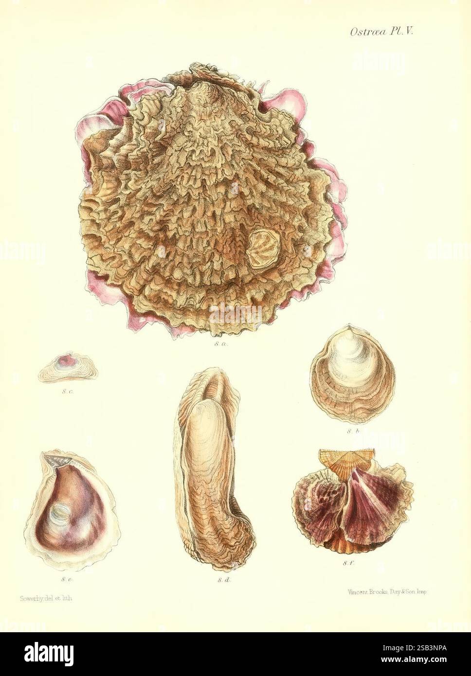 Different oyster forms hi-res stock photography and images - Alamy