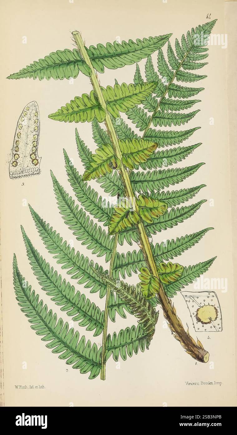 Nephrodium oreopteris oreopteris limbosperma lemon scented hi-res stock ...