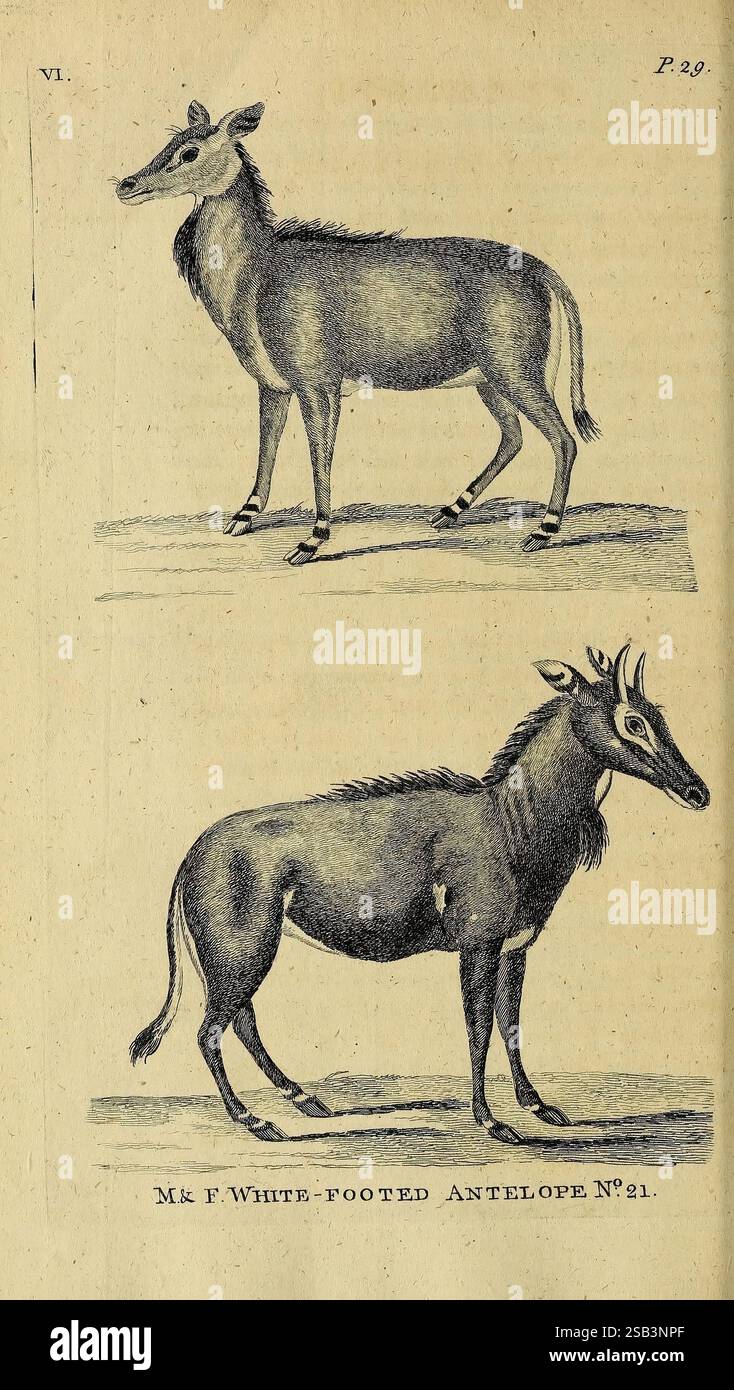 Synopsis of Quadrupeds Chester Printed by J. Monk MDCCLXXI [1771] Early ...