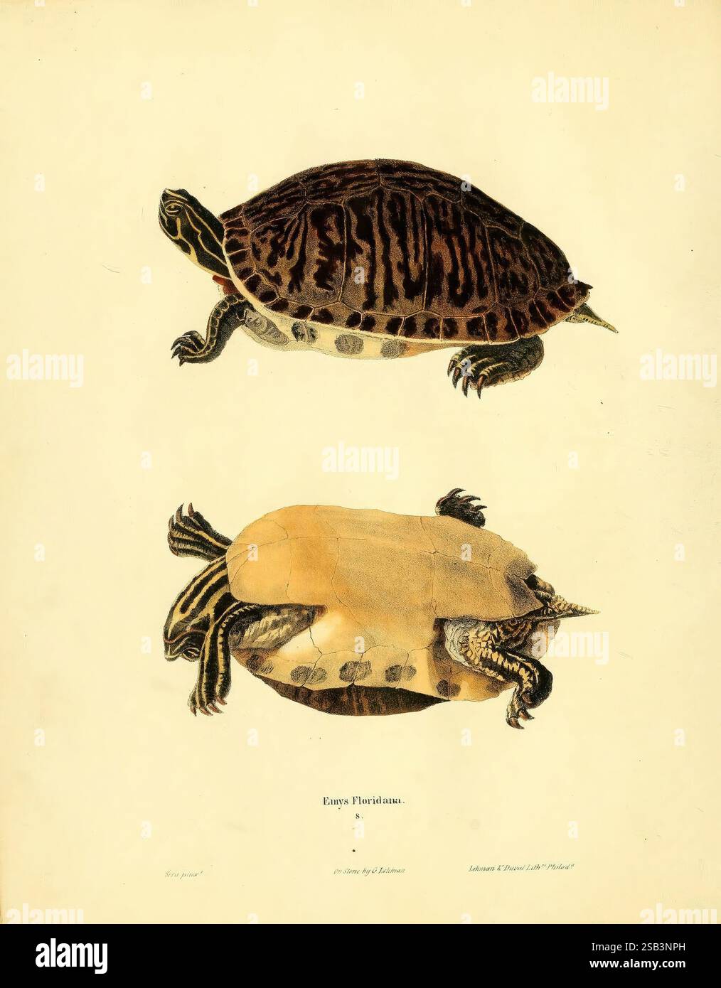 Turtles flatter undershell hi-res stock photography and images - Alamy