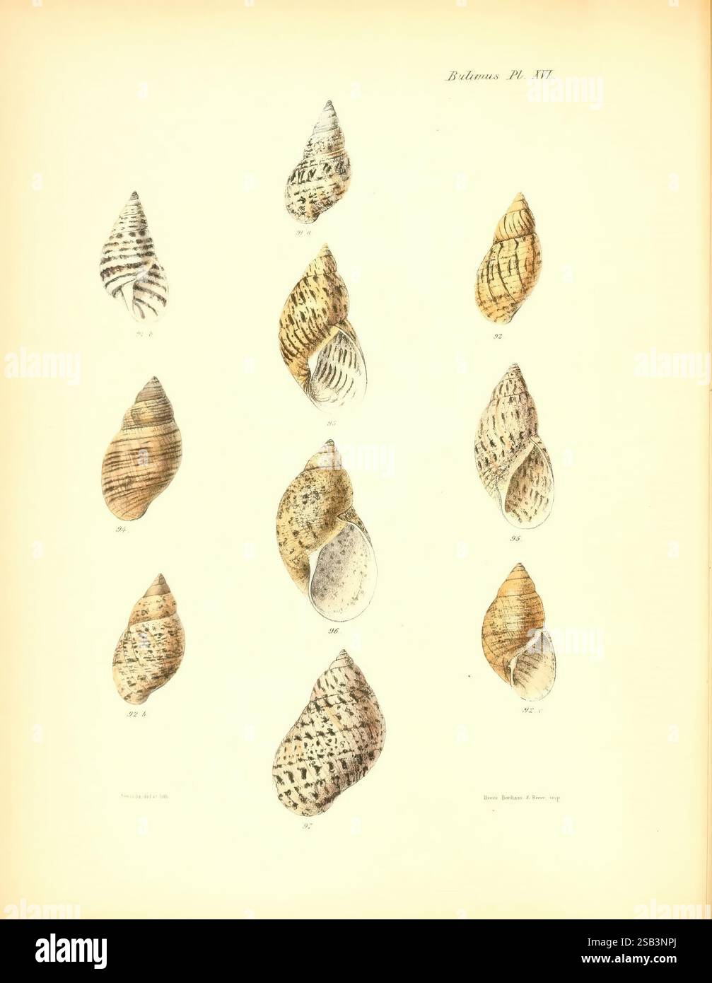 Diversity within molluscan shells hi-res stock photography and images ...