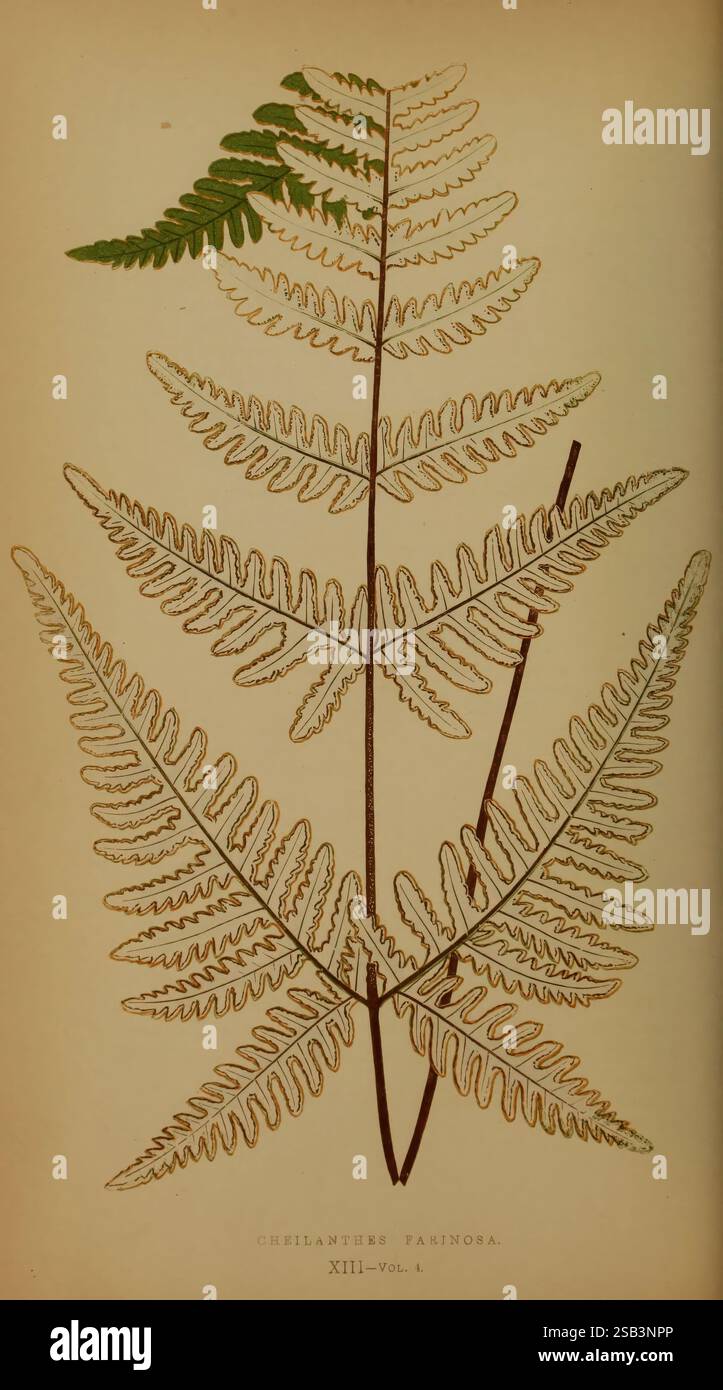 Ferns: British and exotic V.4 1856-60, ferns, botany, plants ...