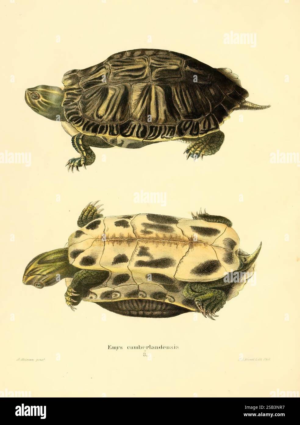 Webbed feet indicating hi-res stock photography and images - Alamy