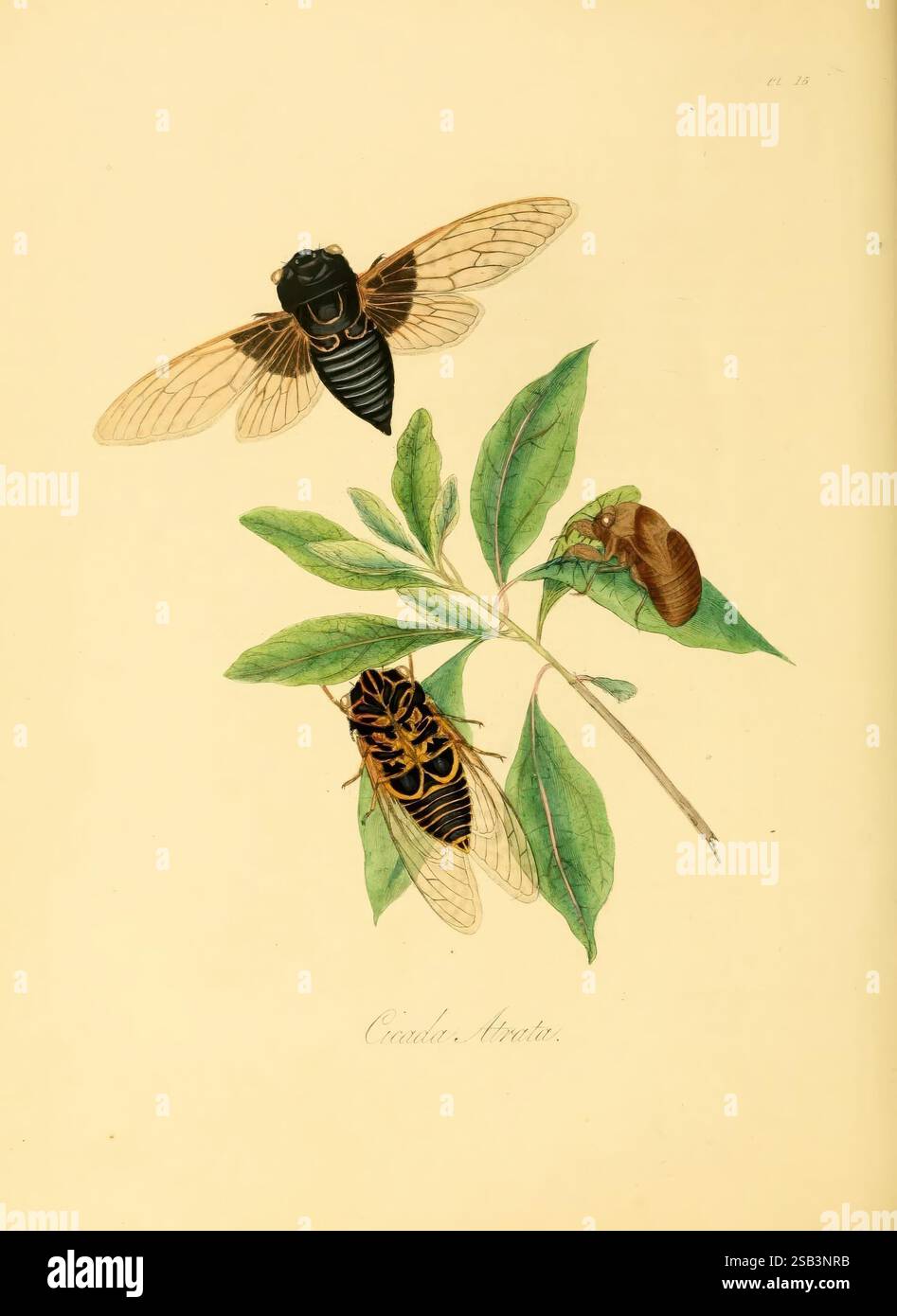 Natural history of the insects of China, 1842. China, Insects ...