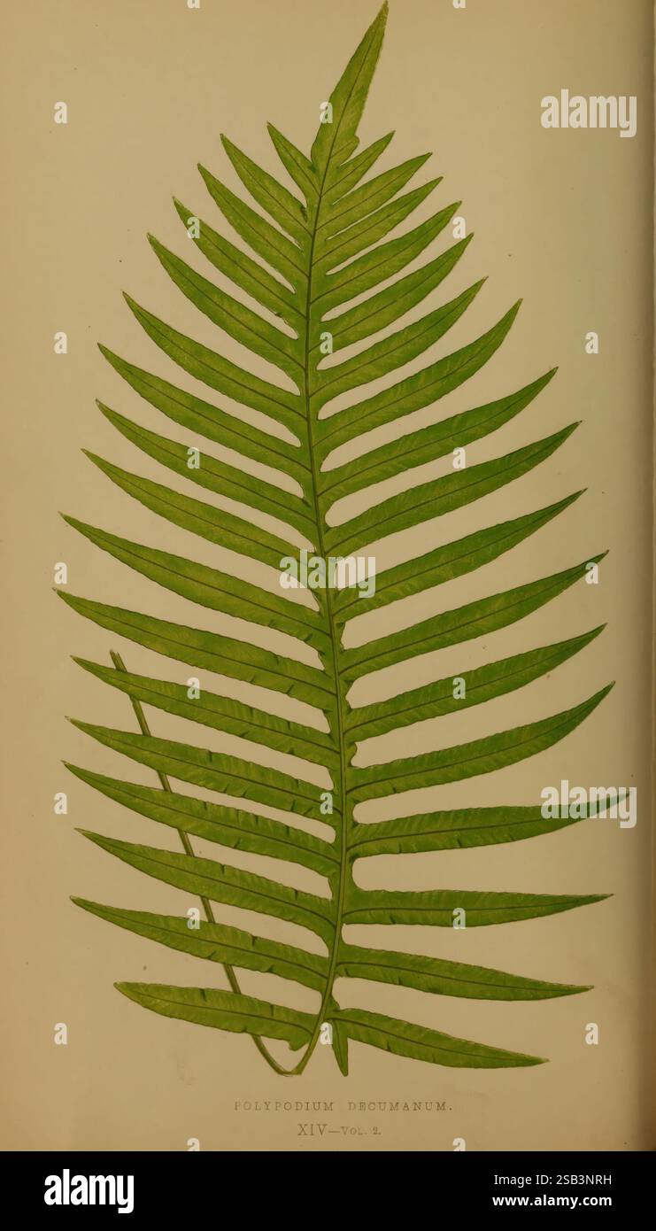 Tapered leaflets hi-res stock photography and images - Alamy