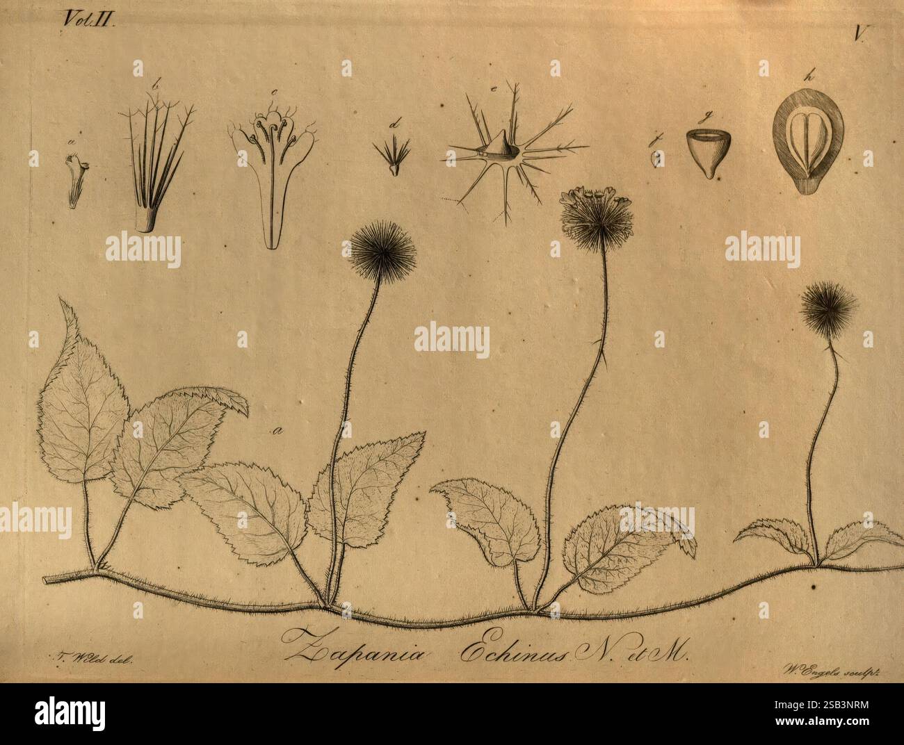 Labeled drawings of various flower forms hi-res stock photography and ...