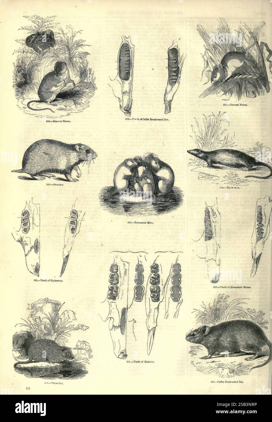 The pictorial museum of animated nature v.1. London, C. Cox, [1844 ...