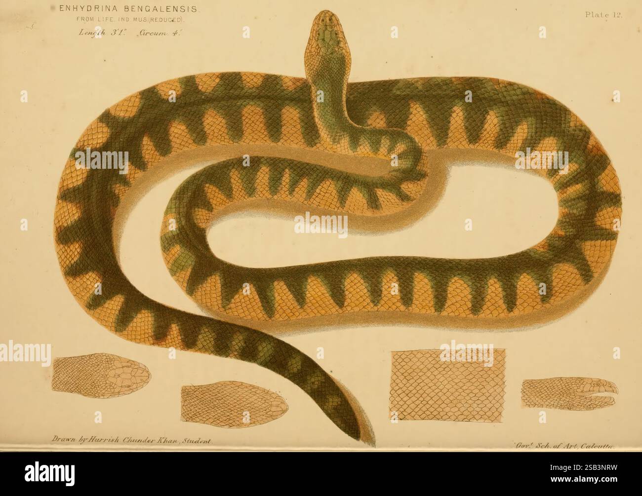 Additional scale patterns hi-res stock photography and images - Alamy