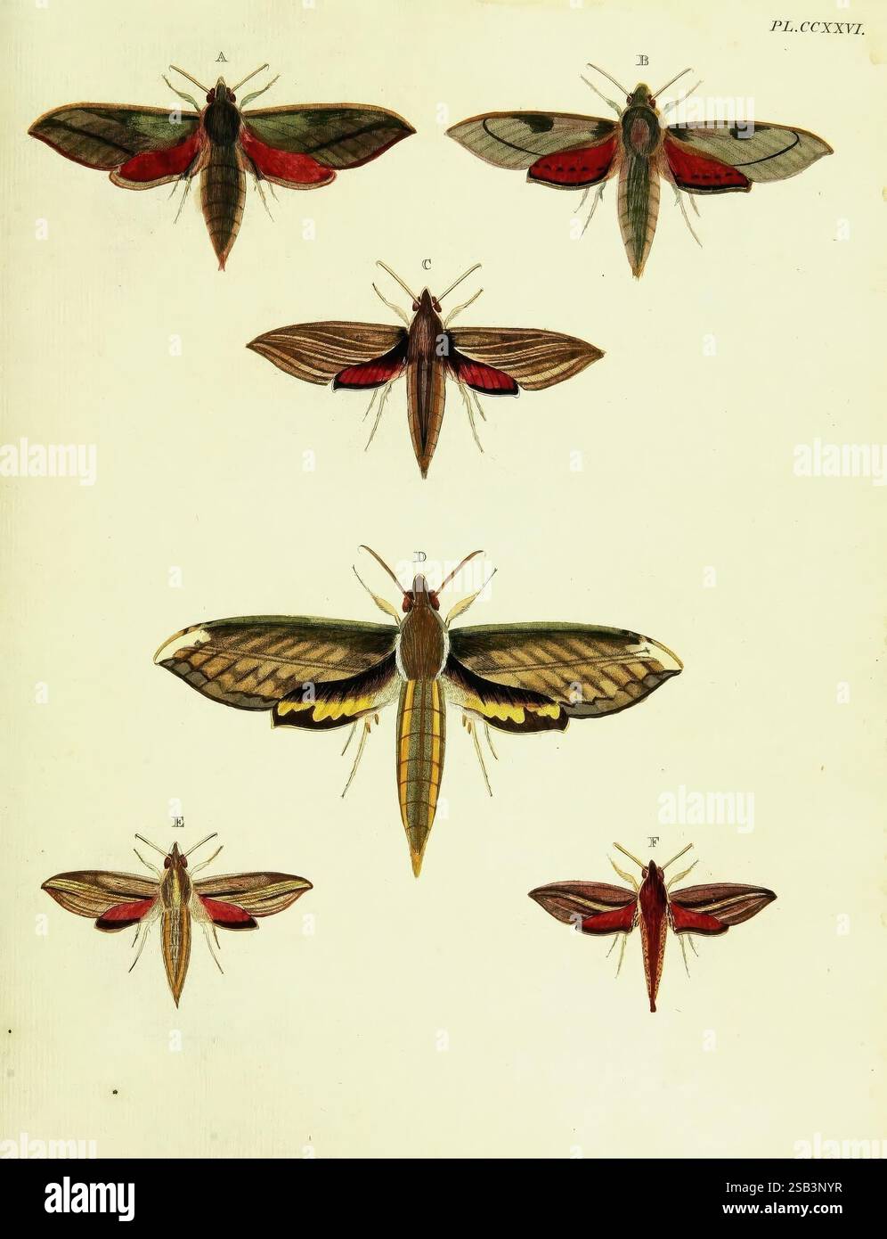 Illustration features smaller moths hi-res stock photography and images ...