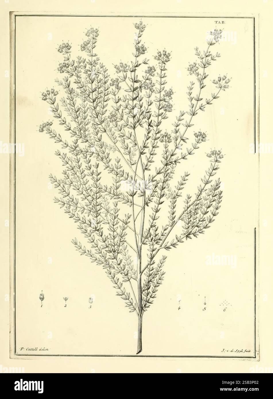 Simple leaf complexity hi-res stock photography and images - Alamy