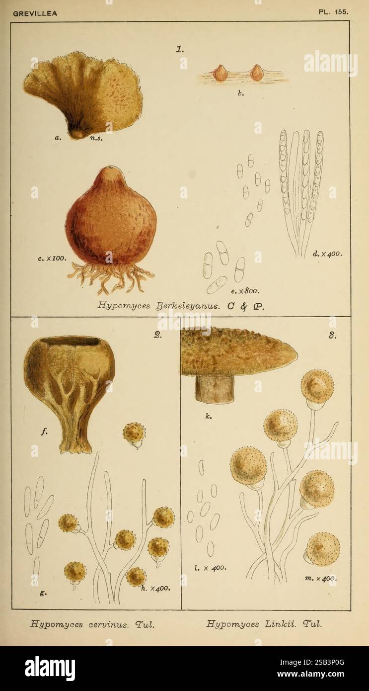 Grevillea, London, 1872-1894, cryptogamia, cryptogams, periodicals ...