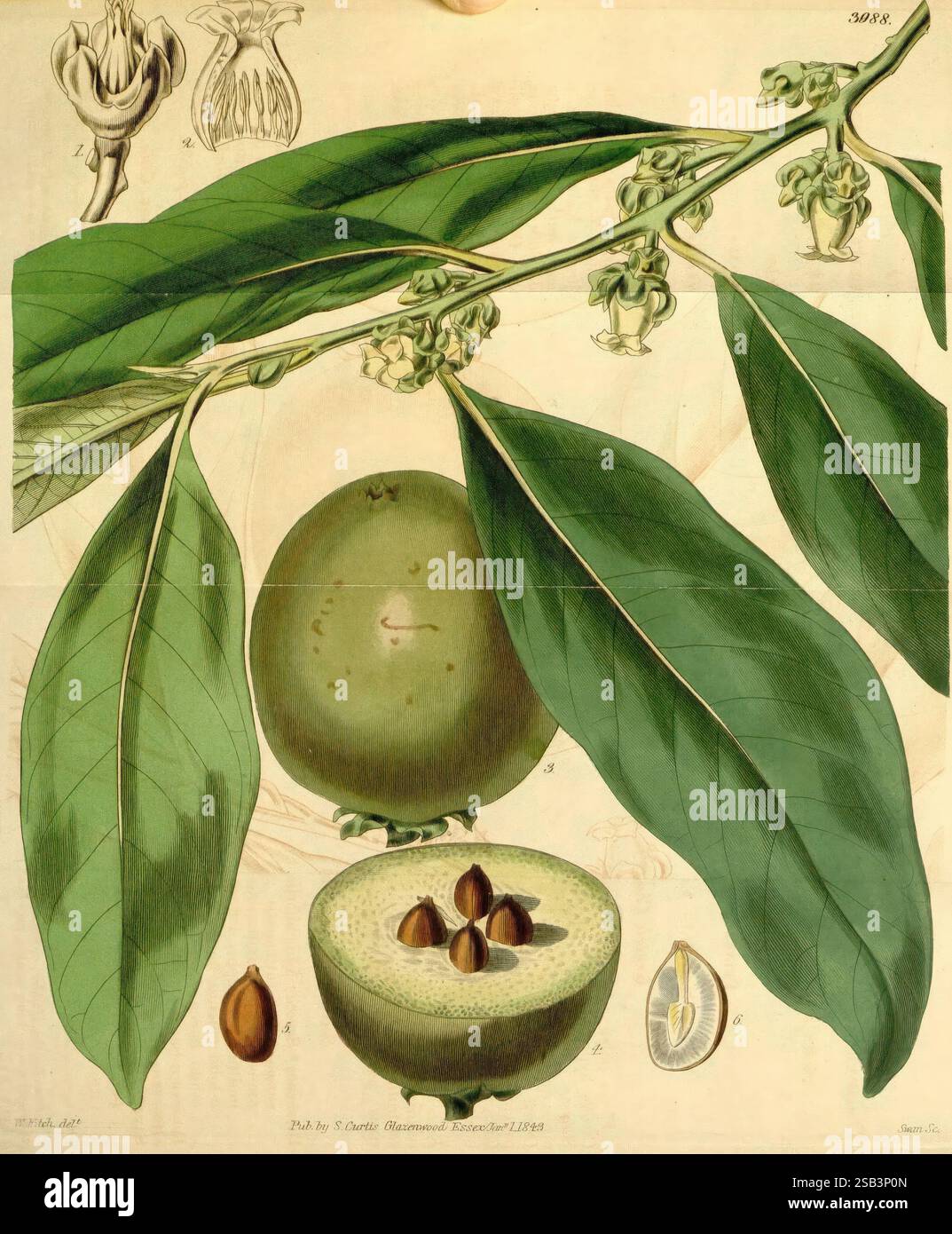 Curtis's Botanical Magazine, London, New York, Botanical Illustration ...