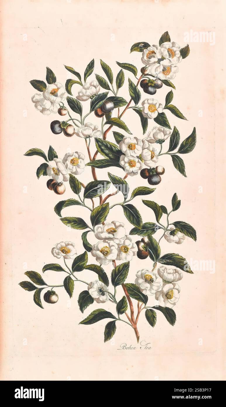 Exotic Botany Illustrated London Printed at the expense of the author ...