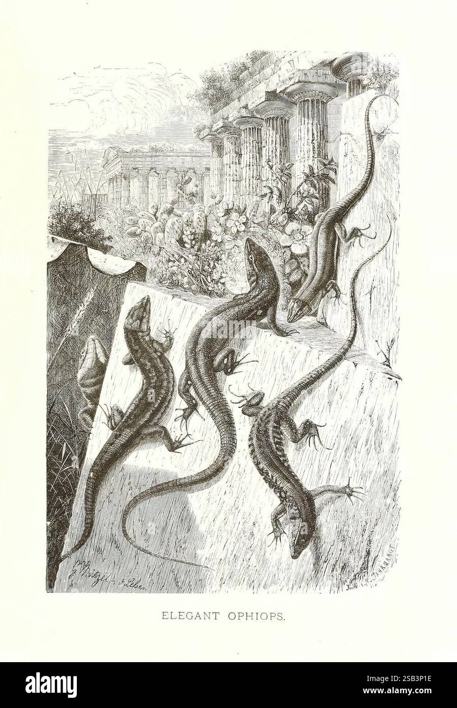 Our living world, New York, S. Hess, [1885], reptile, lizard, Ophiops ...