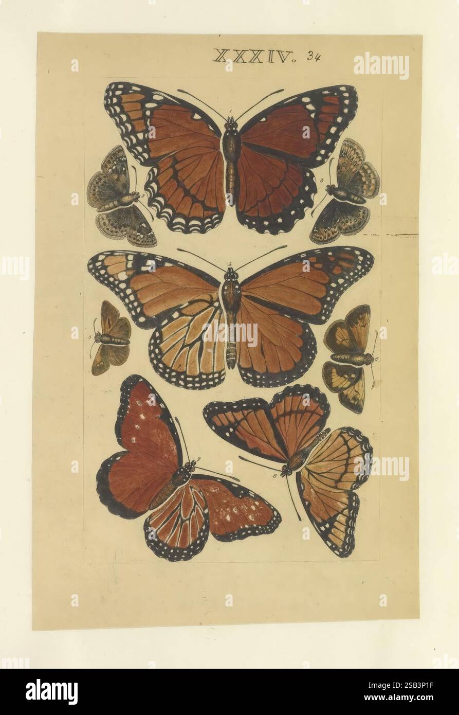 Lepidoptera, manuscript, between 1873-1883?, lepidoptera, life cycles ...