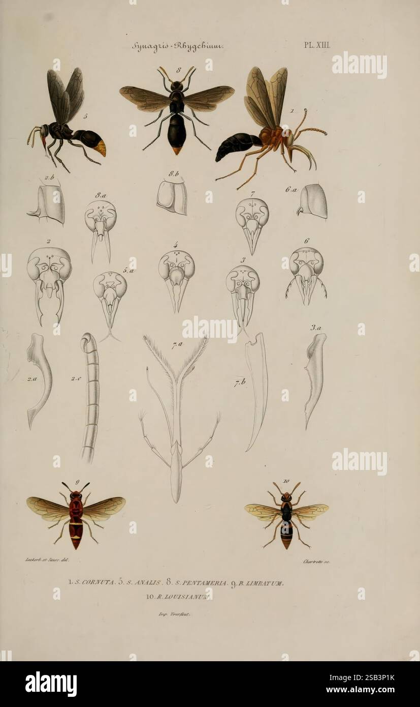 Études sur la famille des Vespidae Paris, V. Masson, 1852-1858. Eumenes ...