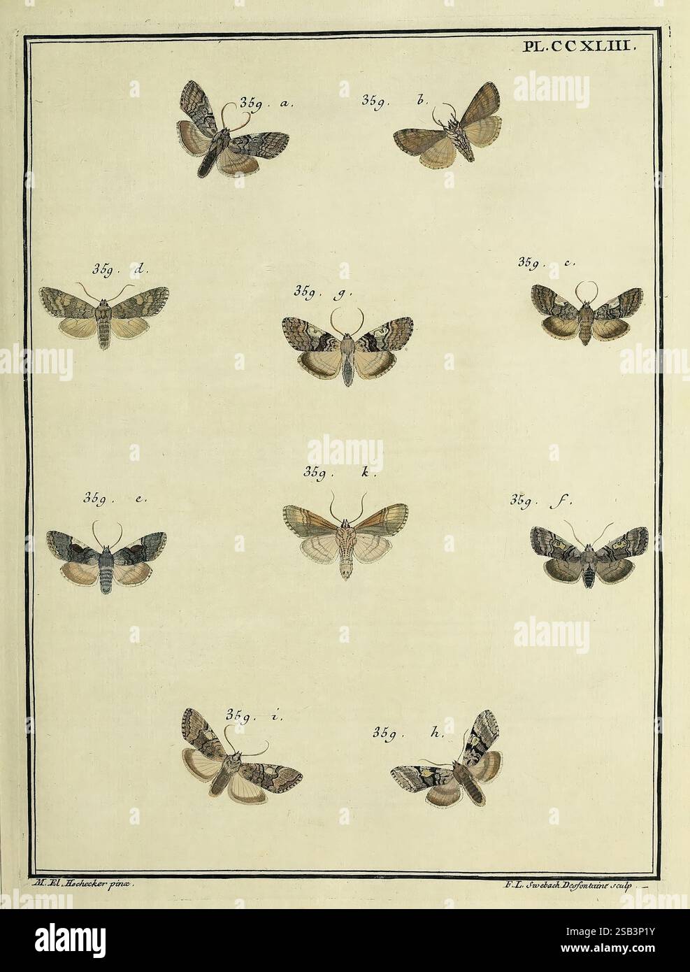 Textures typical of moths hi-res stock photography and images - Alamy