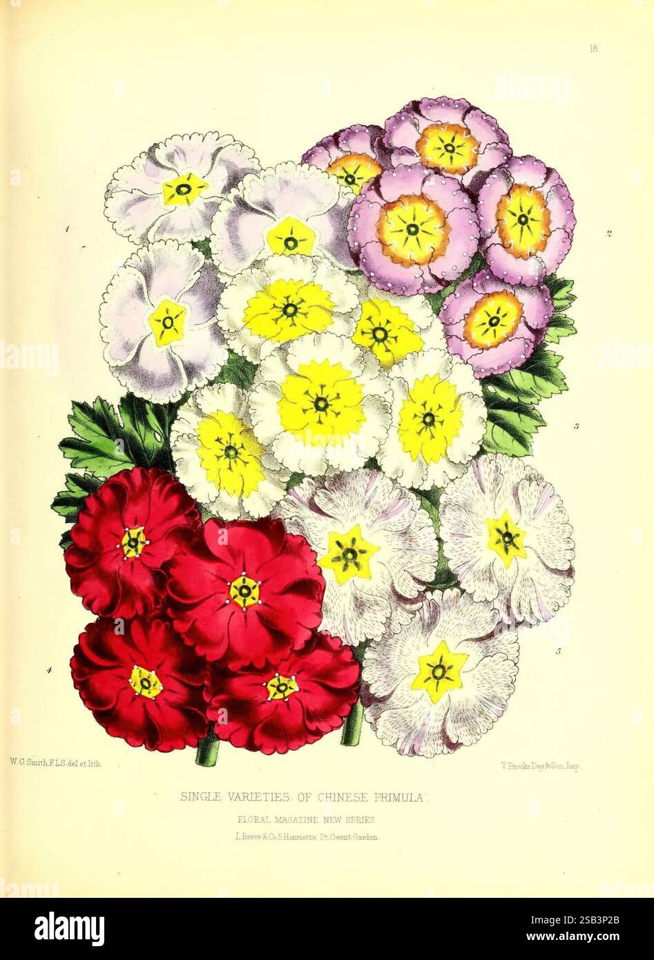 Chinese primulas showcases hi-res stock photography and images - Alamy