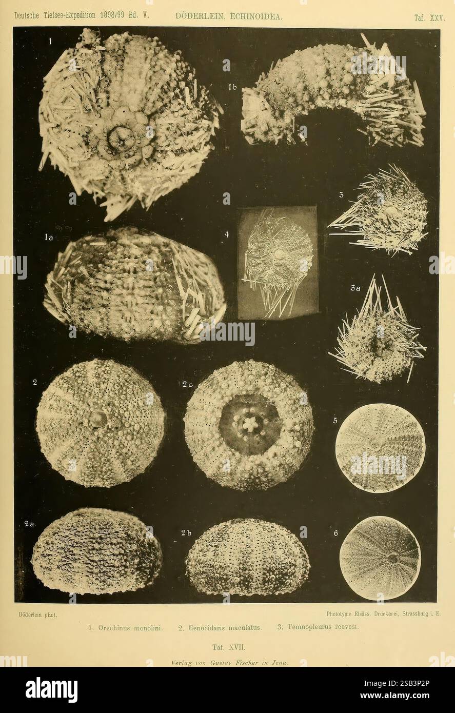 Echinoid class hi-res stock photography and images - Alamy
