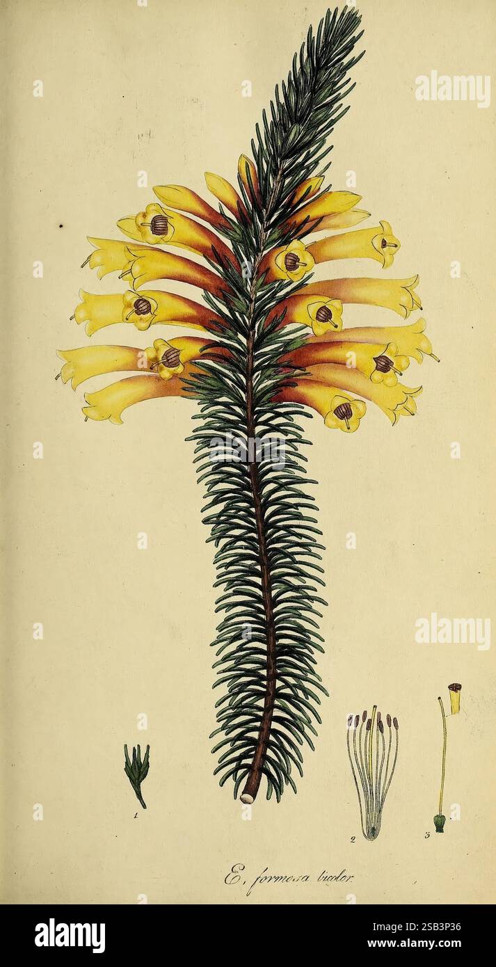 Various plant parts labeled hi-res stock photography and images - Alamy