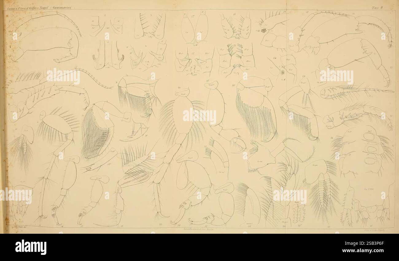 Exoskeleton structures hi-res stock photography and images - Alamy