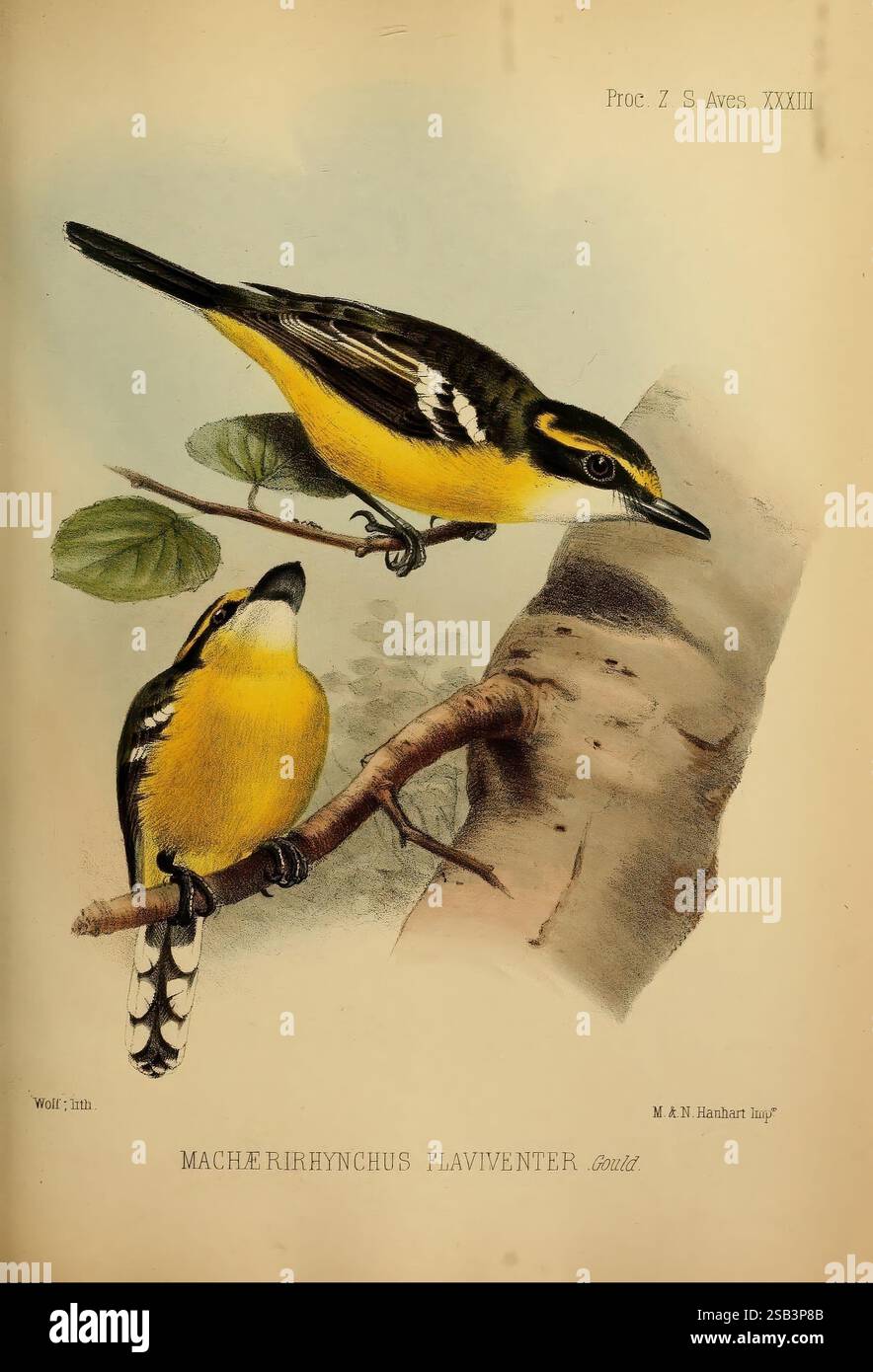 Brighter yellow coloration hi-res stock photography and images - Alamy