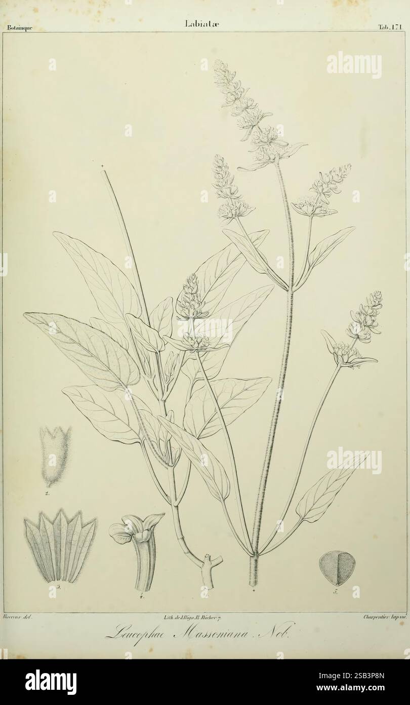 Additional elements showcasing hi-res stock photography and images - Alamy