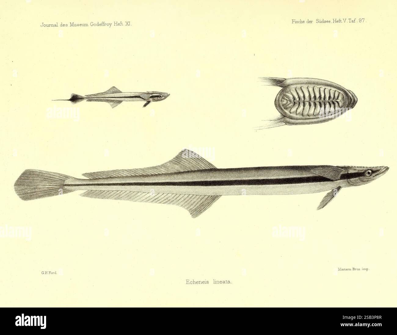Andrew Garrett's Fische der Südsee Hamburg, L. Friederichsen & Co, 1873 ...