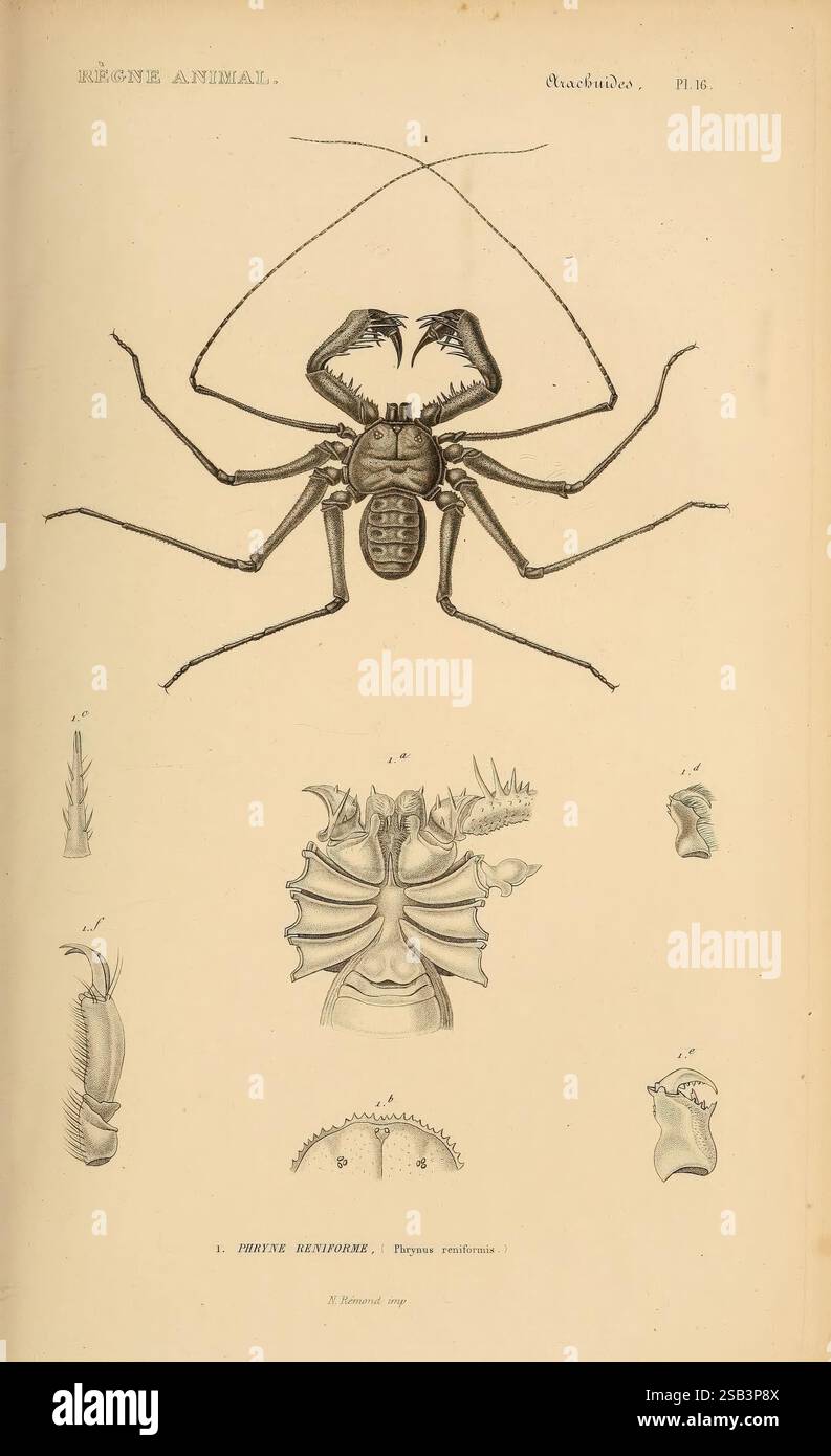 Le règne animal distribué d'après son organisation, Paris, 1836-1849 ...