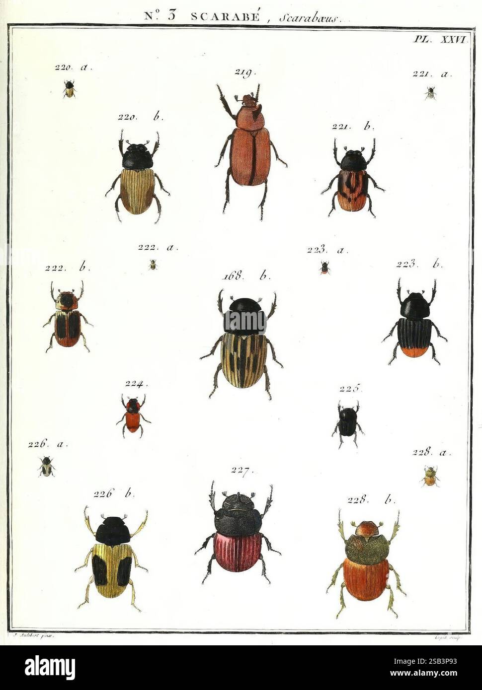 Entomologie ou Histoire naturelle des insectes, Paris, Imp. Baudouin ...