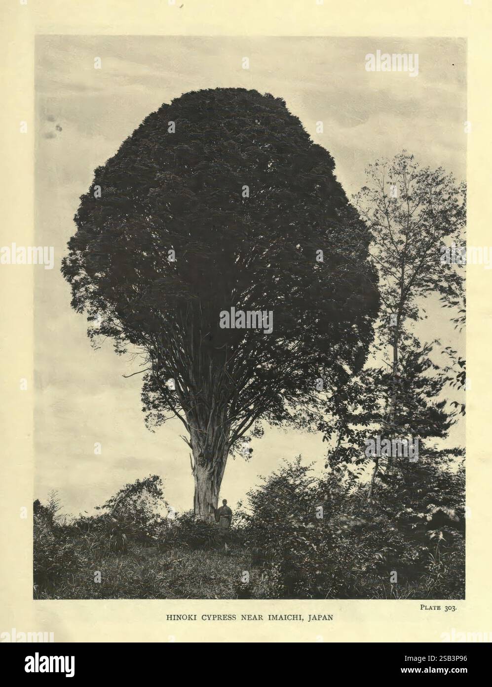 Towering hinoki cypress hi-res stock photography and images - Alamy