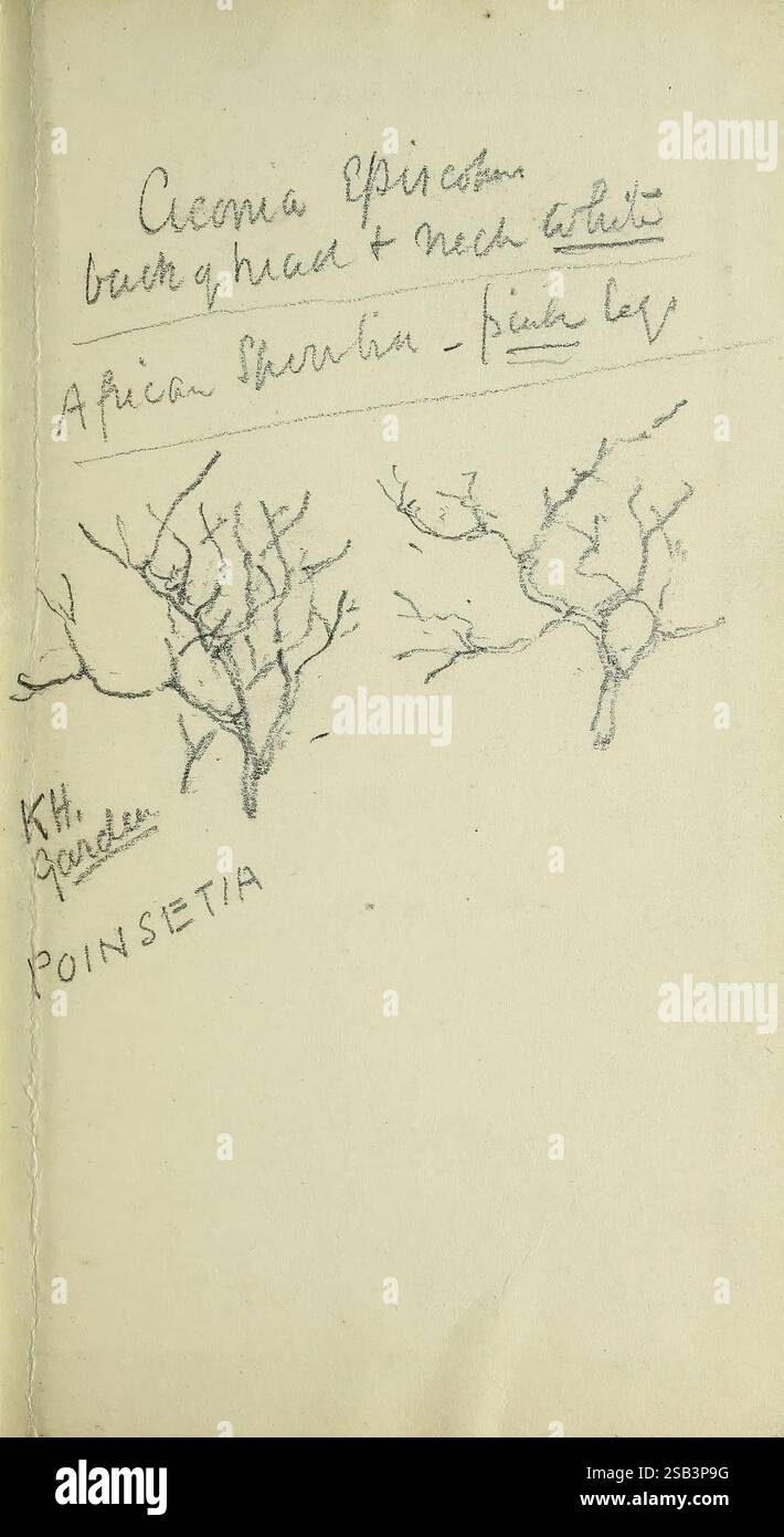 African shrub paddle leaf hi-res stock photography and images - Alamy