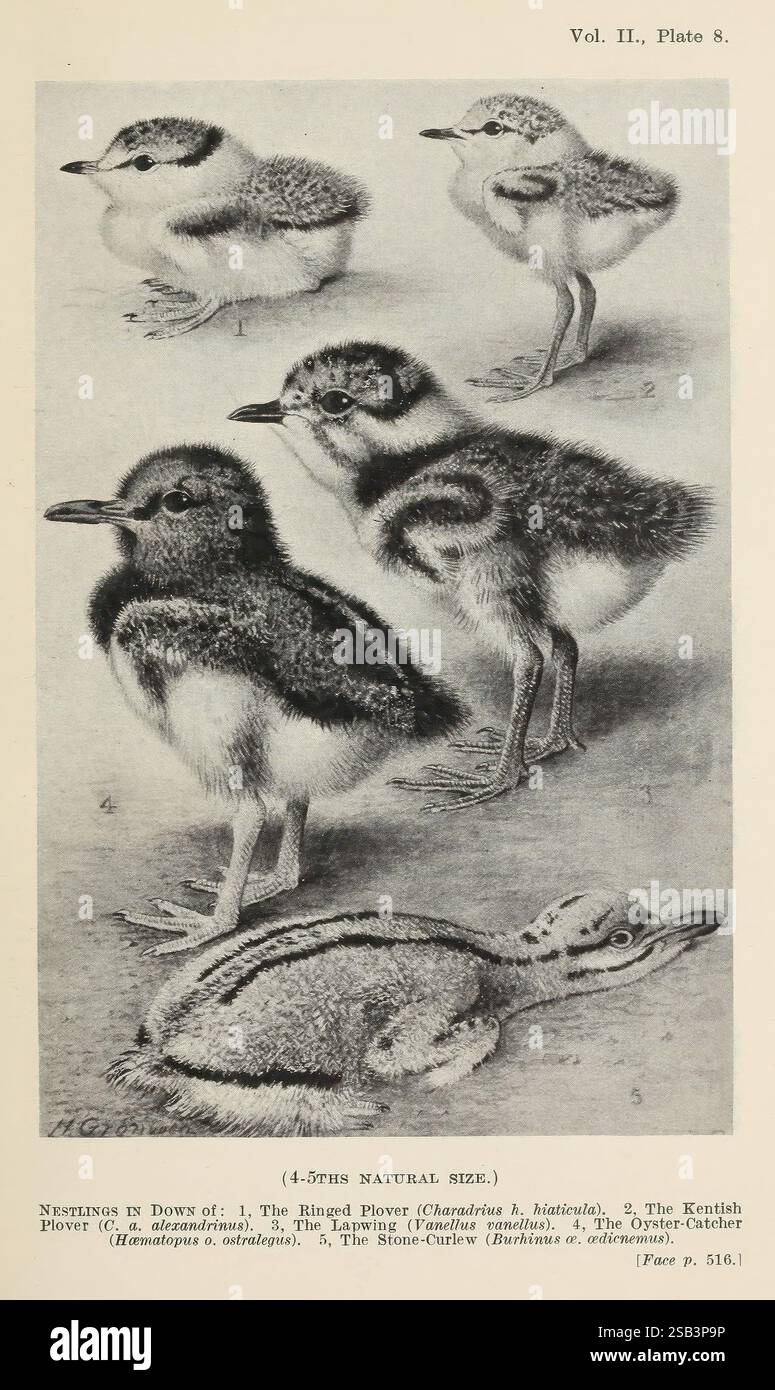 Bottom right chick sprawls hi-res stock photography and images - Alamy