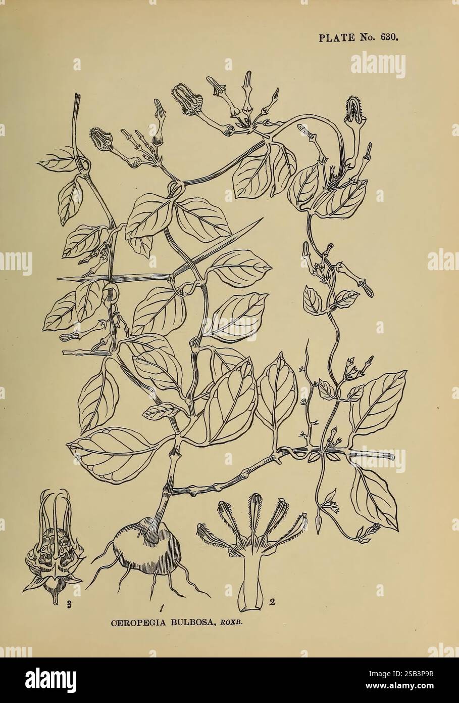 Botany botanymedical india plants hi-res stock photography and images ...
