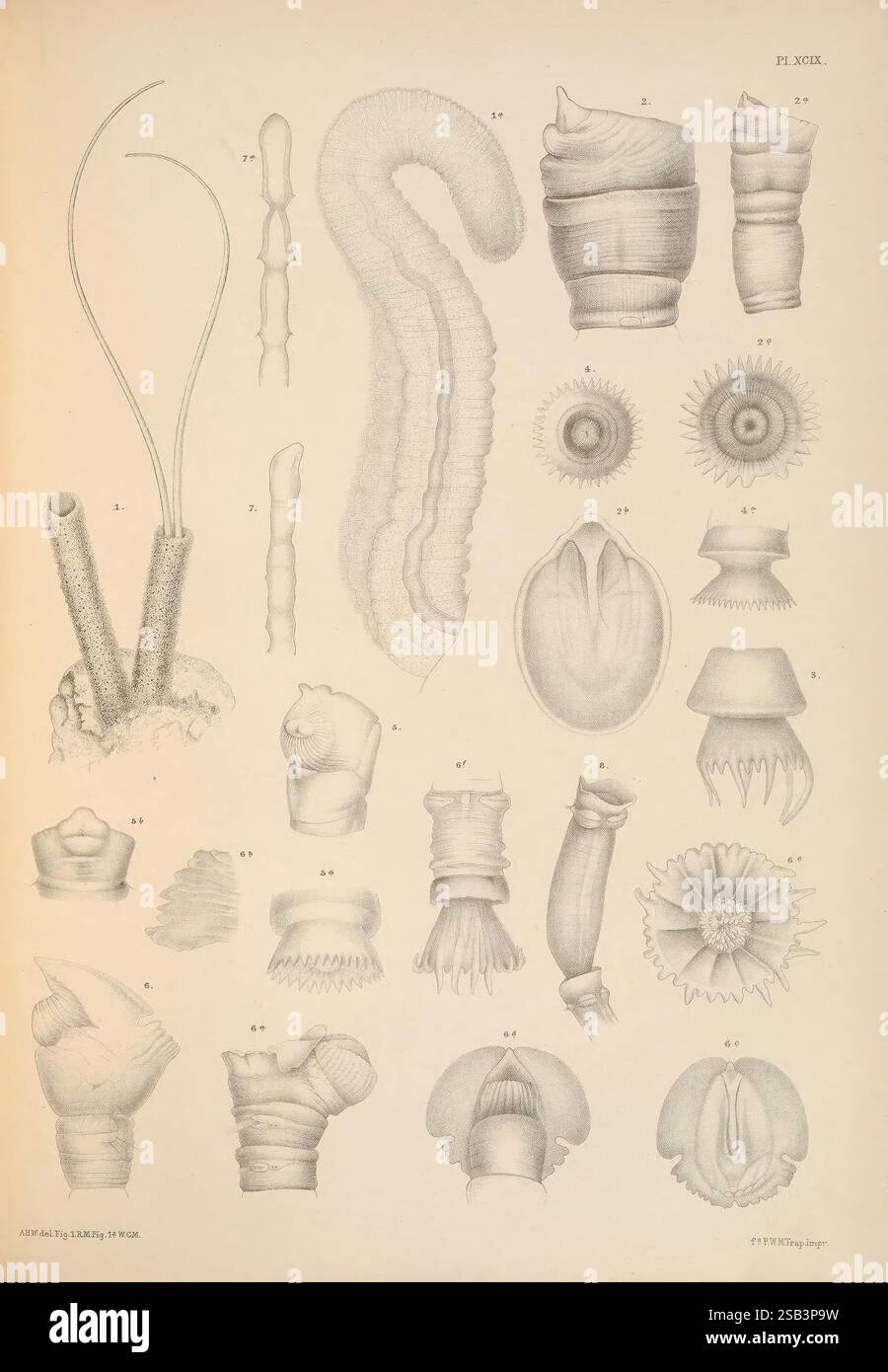A monograph of the British marine annelids London, The Ray Society ...
