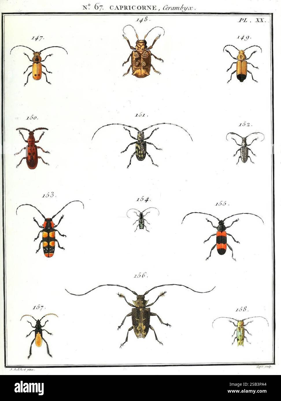 Top row features three distinct beetles hi-res stock photography and ...